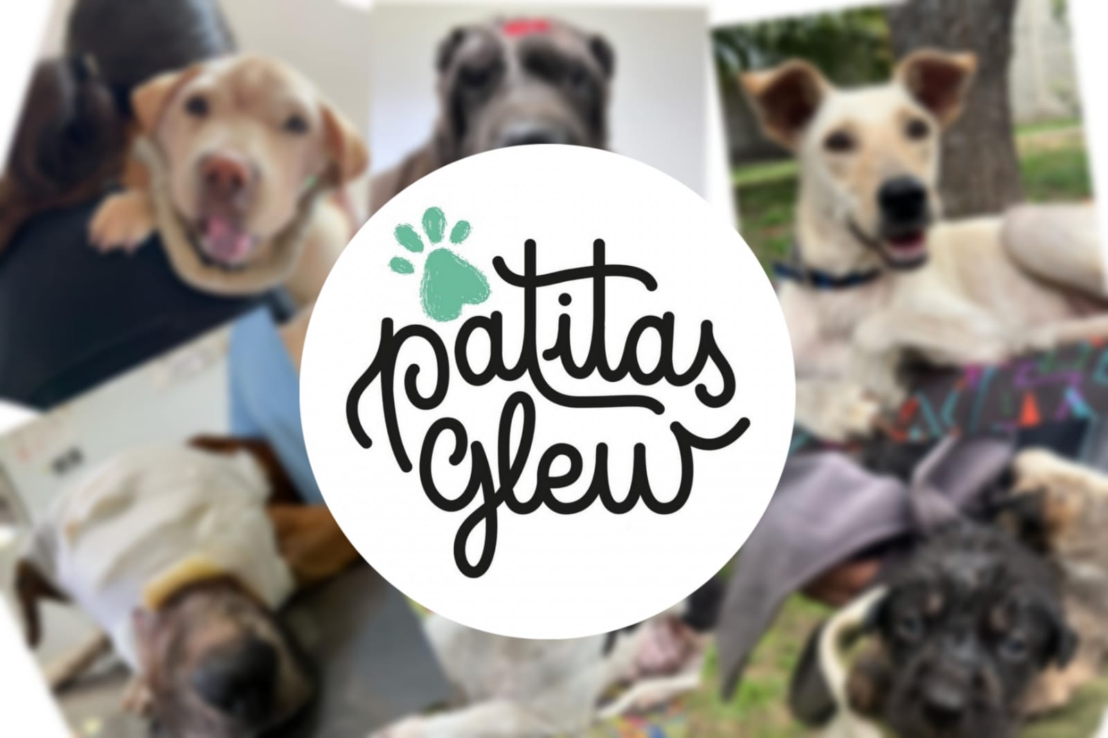 Patitas Glew: la ONG que rescata vidas en medio de la crisis – AUNO